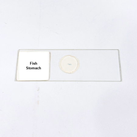 Fish Stomach Prepared Slide Buy Online Microscope Study
