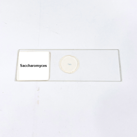 Saccharomyces Prepared Slide Laboratory-Grade Microscope Observation Tool