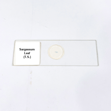 Sargassum Leaf T.S. Microscope Slide Laboratory Purchase Online