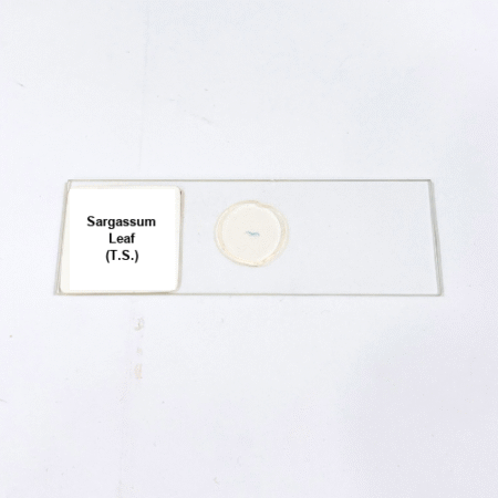 Sargassum Leaf T.S. Microscope Slide Laboratory Purchase Online